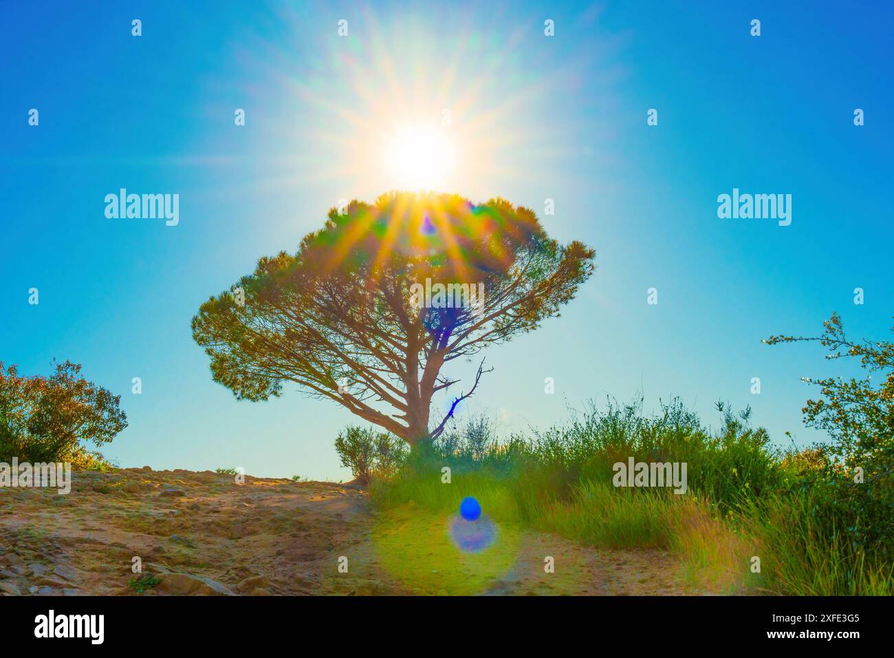 Incredible view of Wisdom Tree in Los Angeles with bright sun shining ...