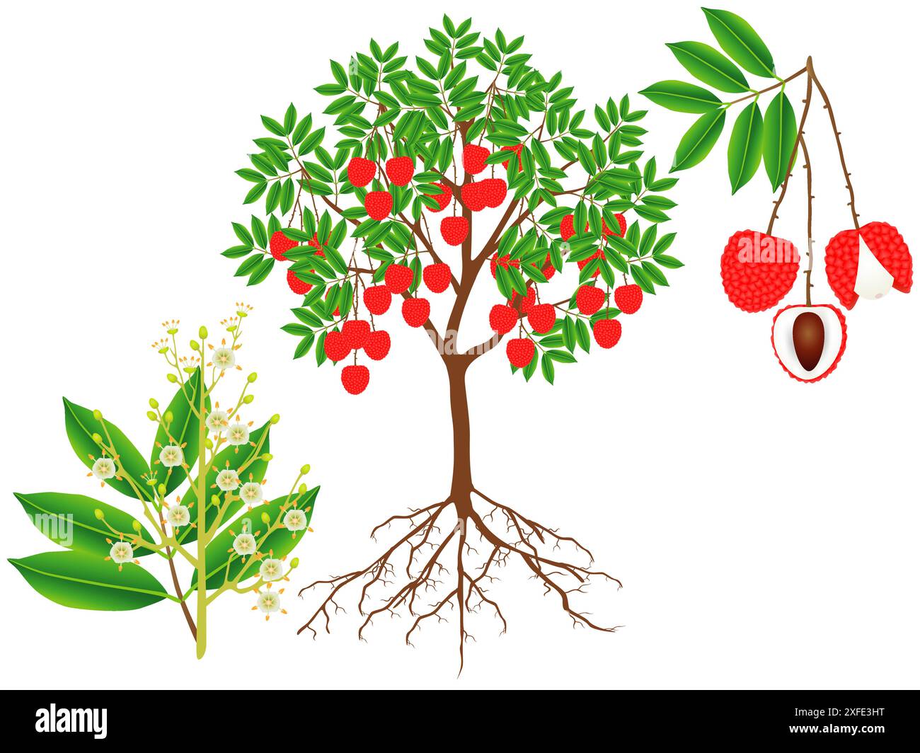 Parts of a lychee plant on a white background Stock Vector Image & Art ...