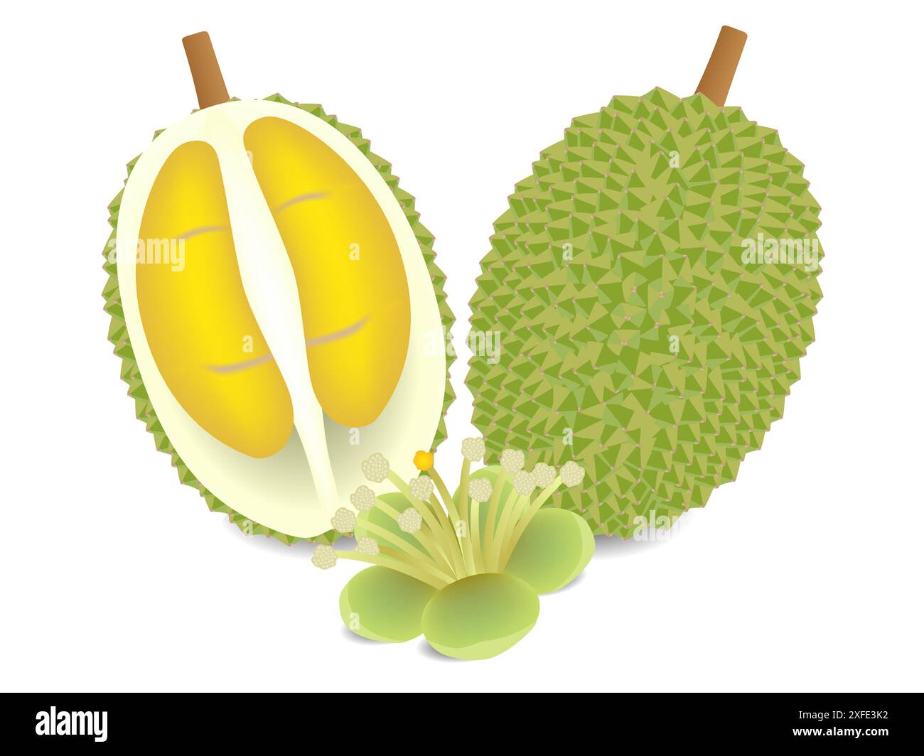 Whole durian and half with flower isolated on white background Stock ...