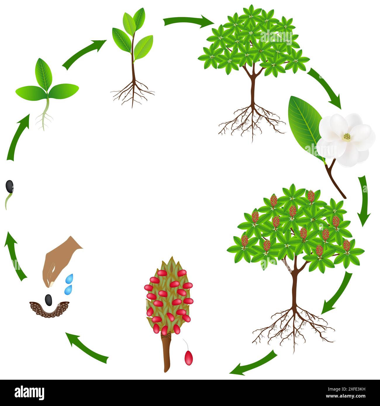 Life cycle of a magnolia Grandiflora plant on a white background Stock ...