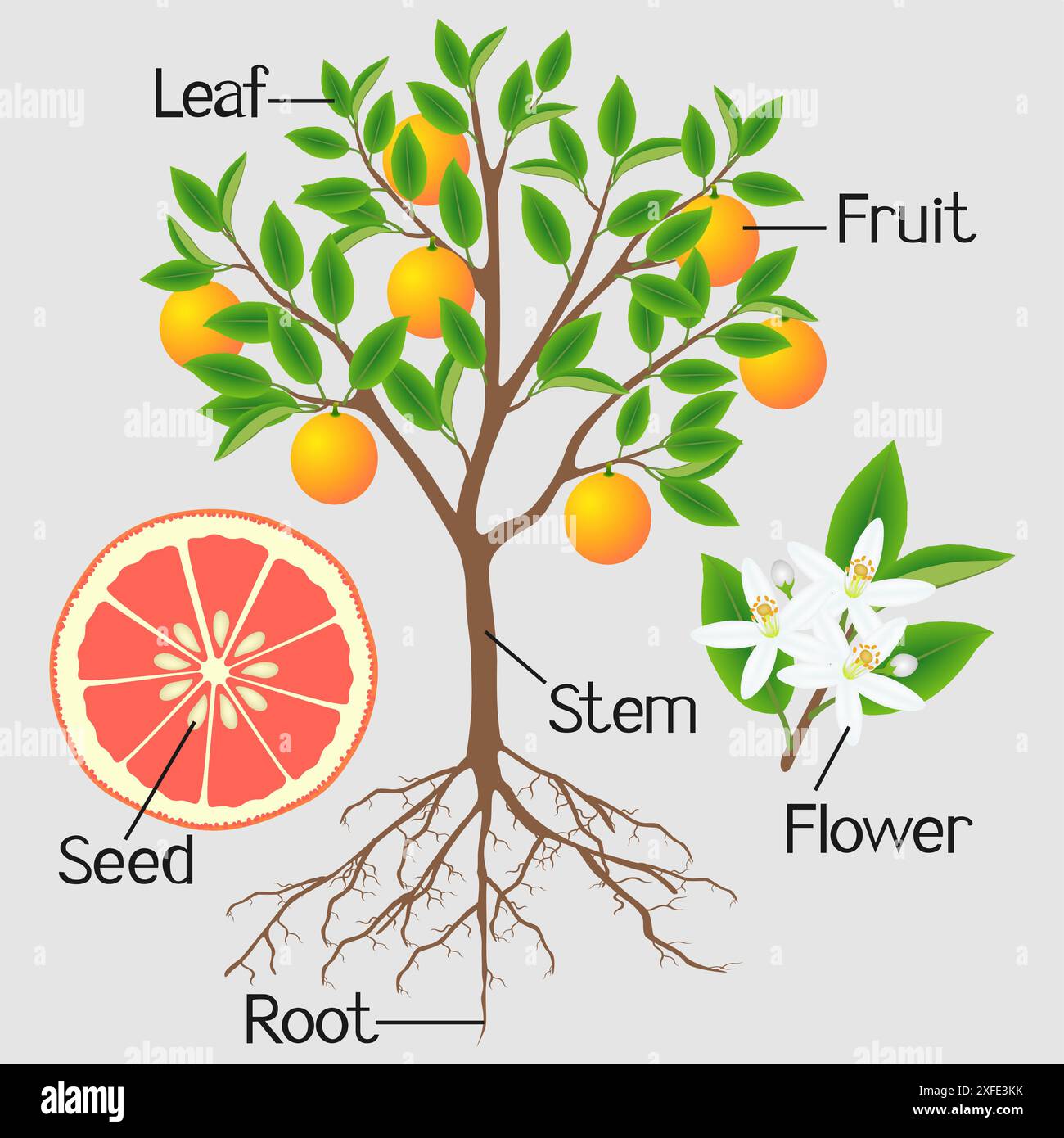 Tree anatomy root branch hi-res stock photography and images - Alamy