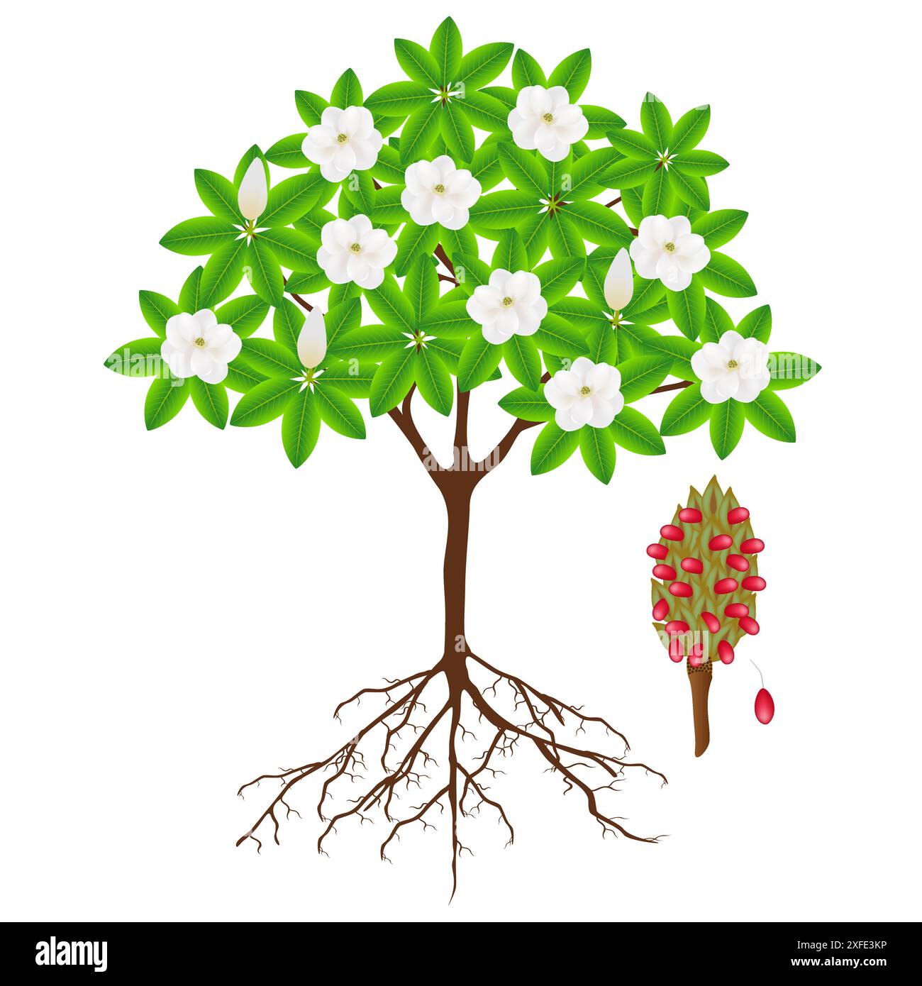 Cycle of growth of a magnolia Grandiflora plant on a white background ...