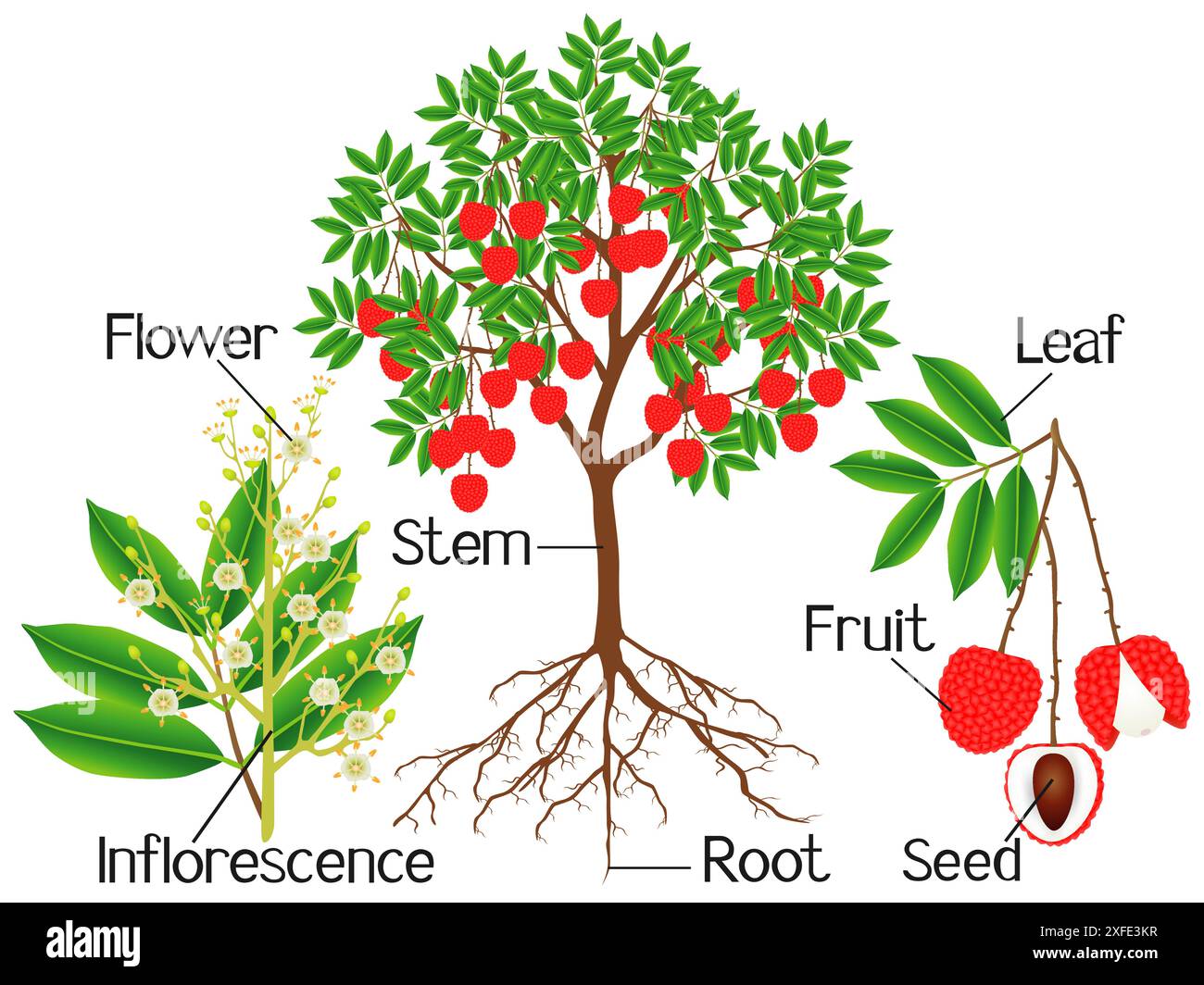 Lychee fruit tree Stock Vector Images - Alamy