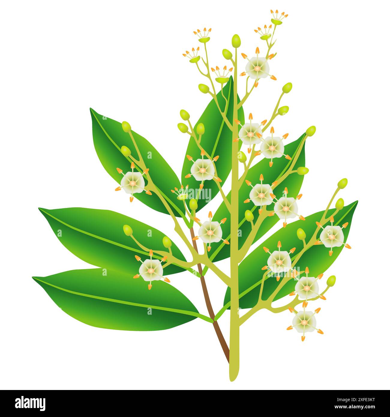 Lychee flowers with leaves isolated on white background Stock Vector ...