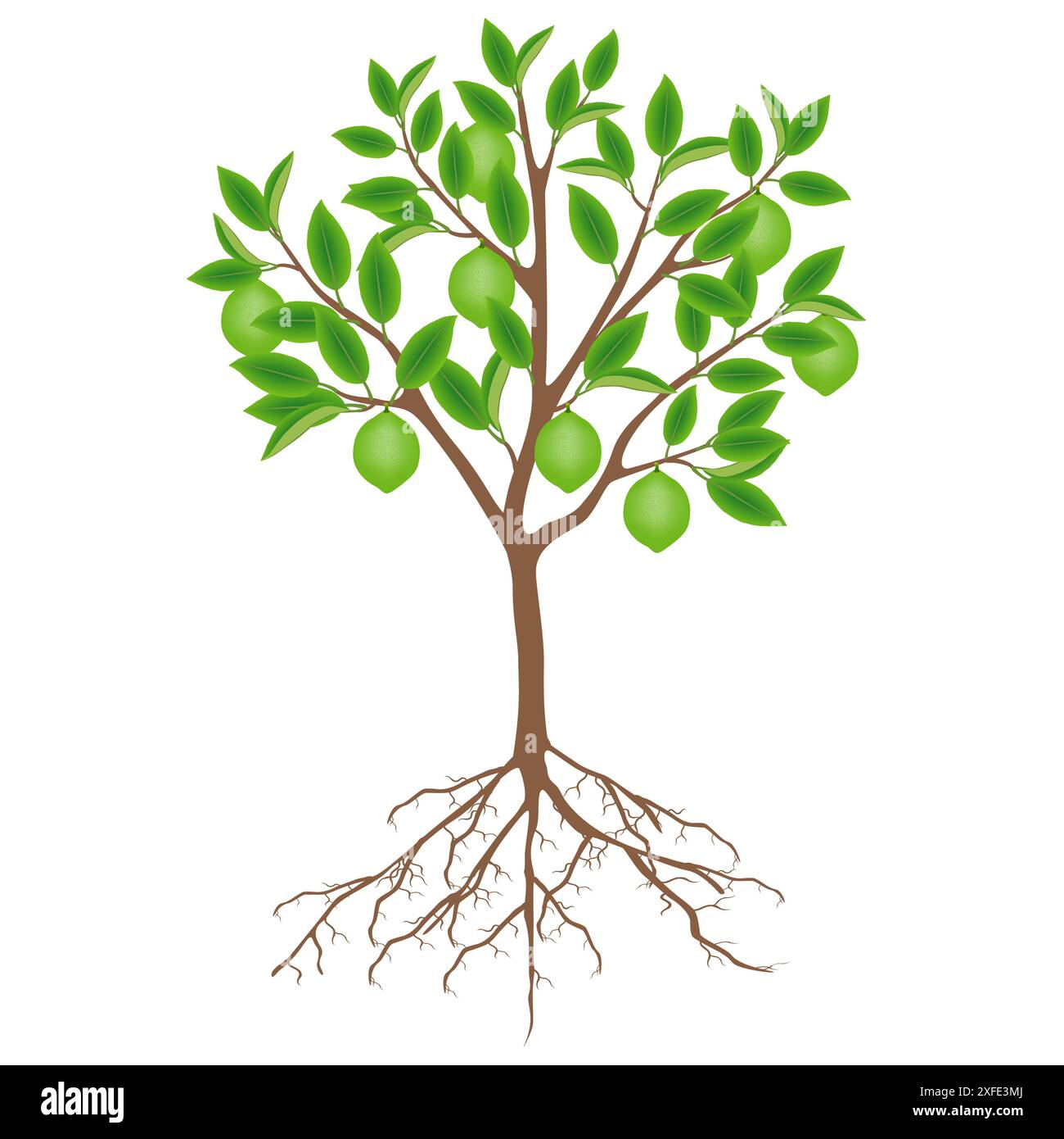 Lime tree with fruits and roots on a white background Stock Vector ...