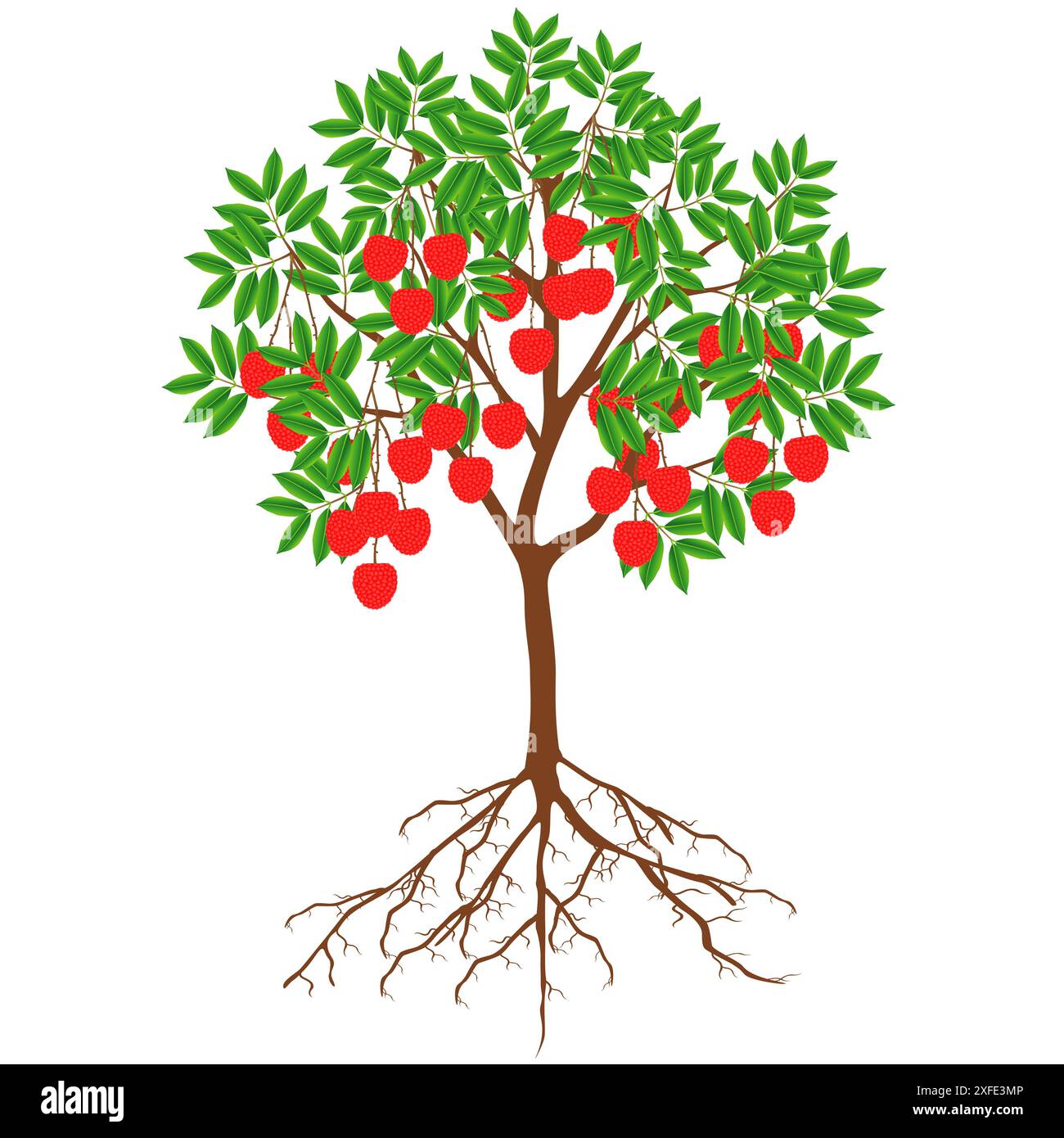 Lychee tree with fruit and roots on a white background Stock Vector ...