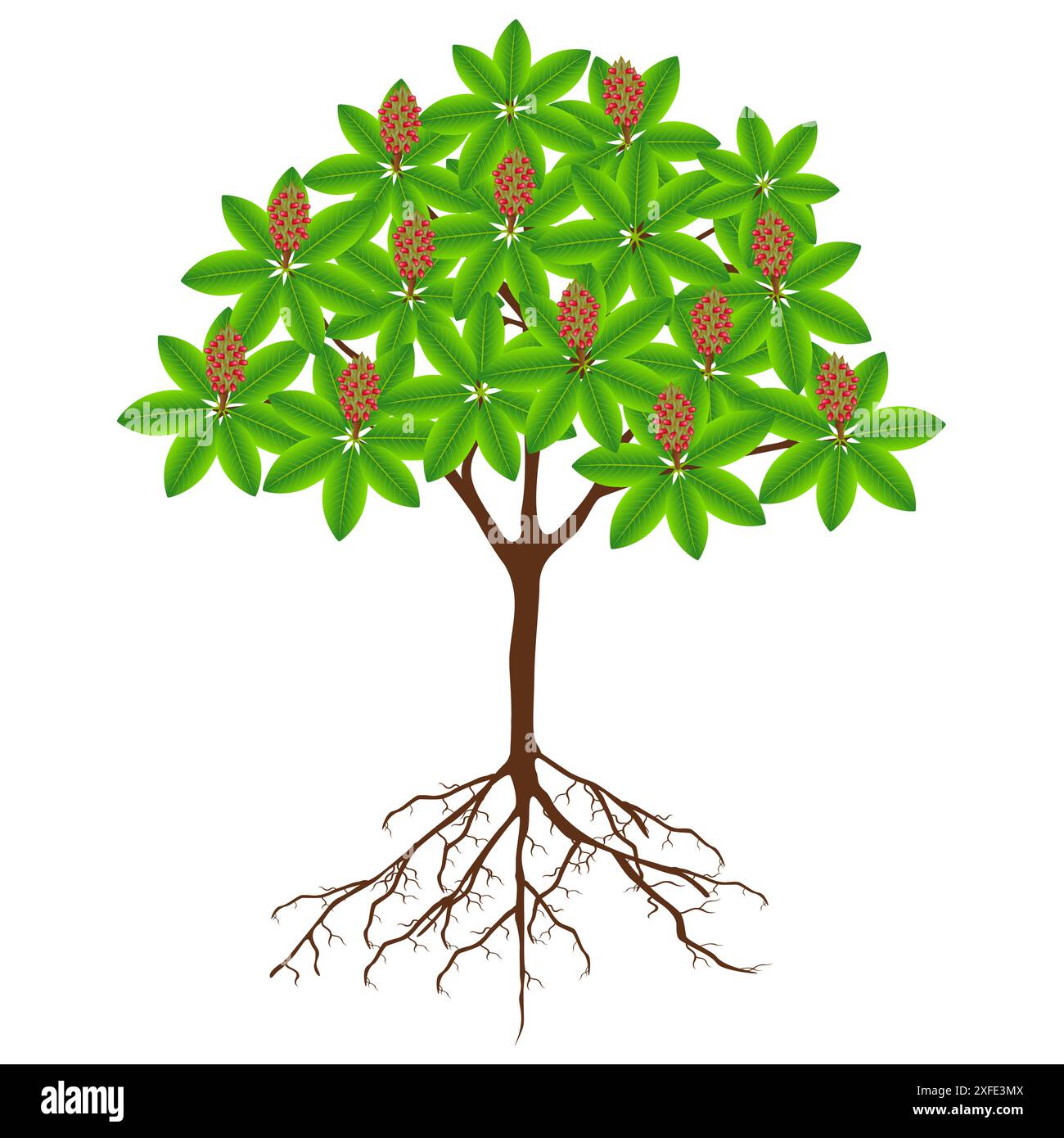 Magnolia grandiflora tree with fruit and roots on a white background ...