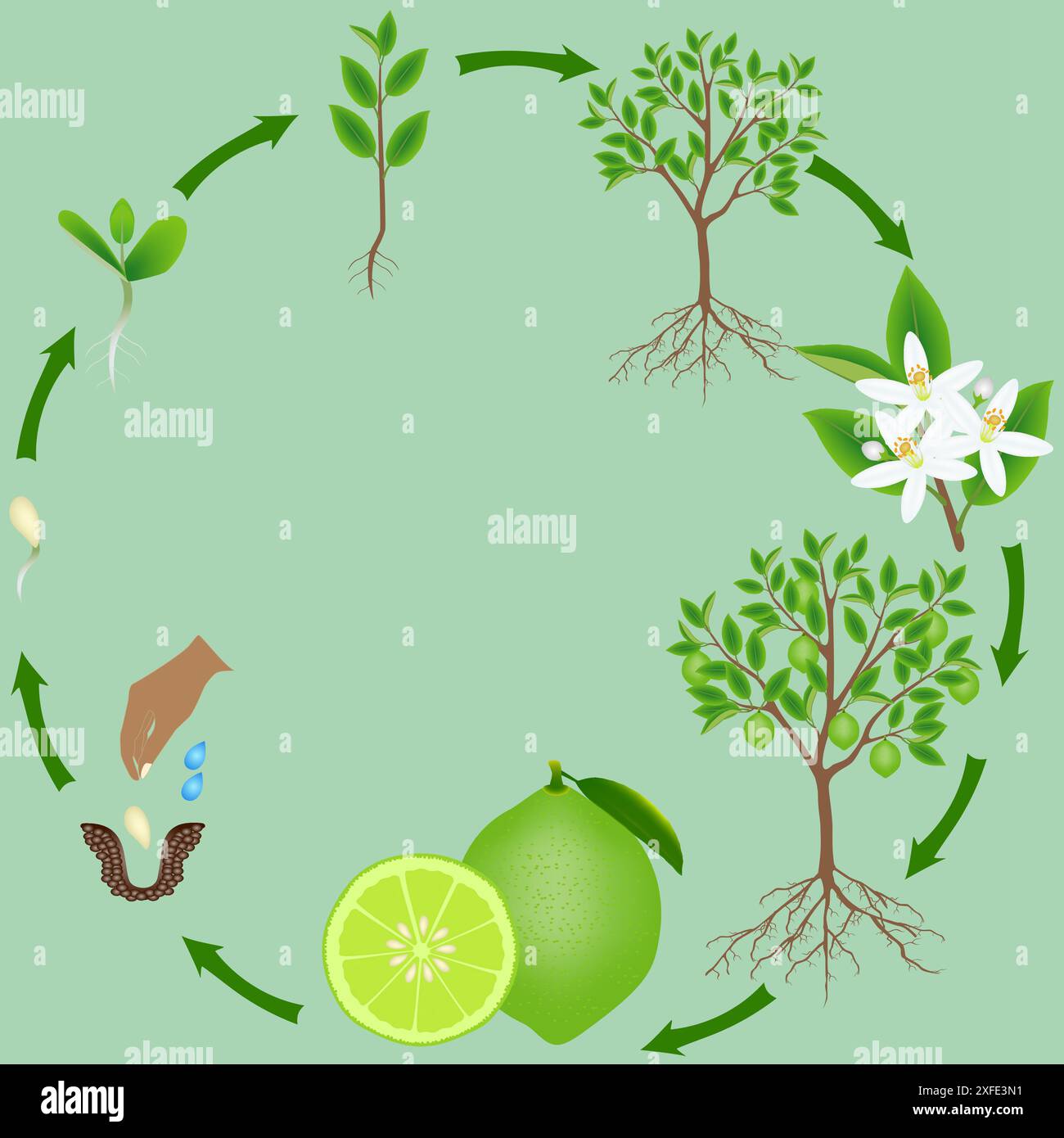 Life cycle of a lime plant on a green background Stock Vector Image ...