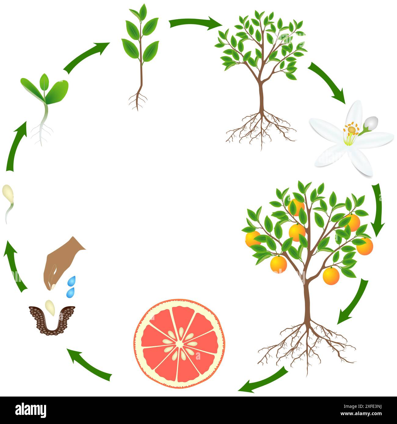Water cycle diagram hi-res stock photography and images - Alamy