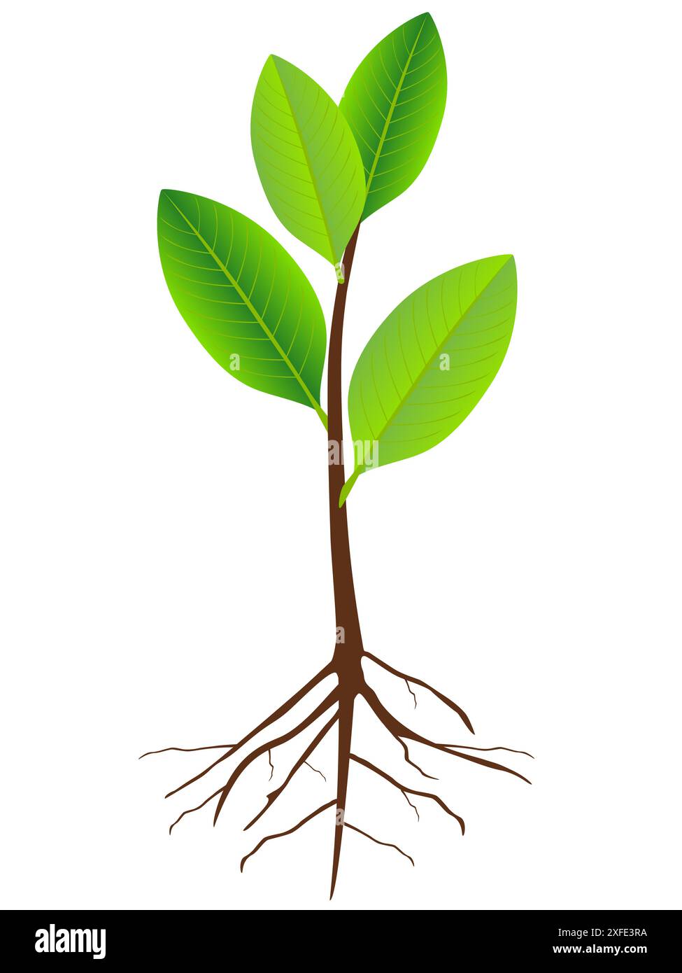 Magnolia Grandiflora seedling with roots isolated on white background ...