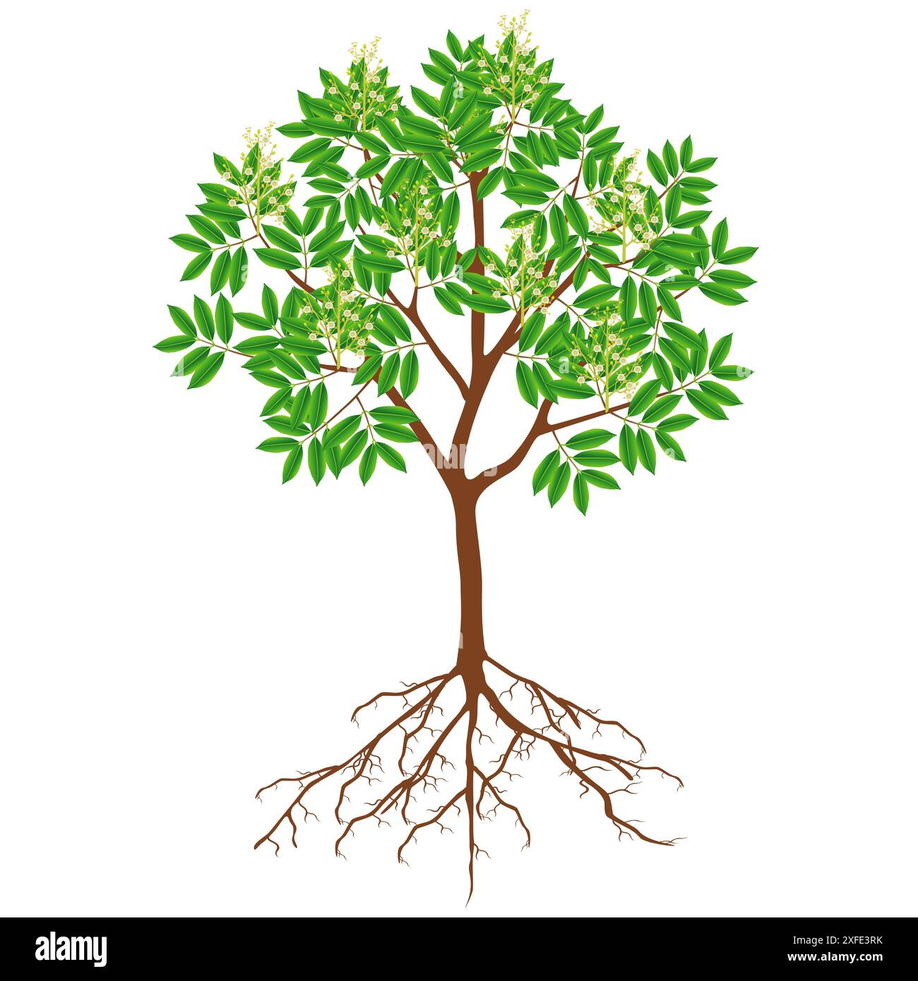 Lychee tree with flowers and roots on a white background Stock Vector ...
