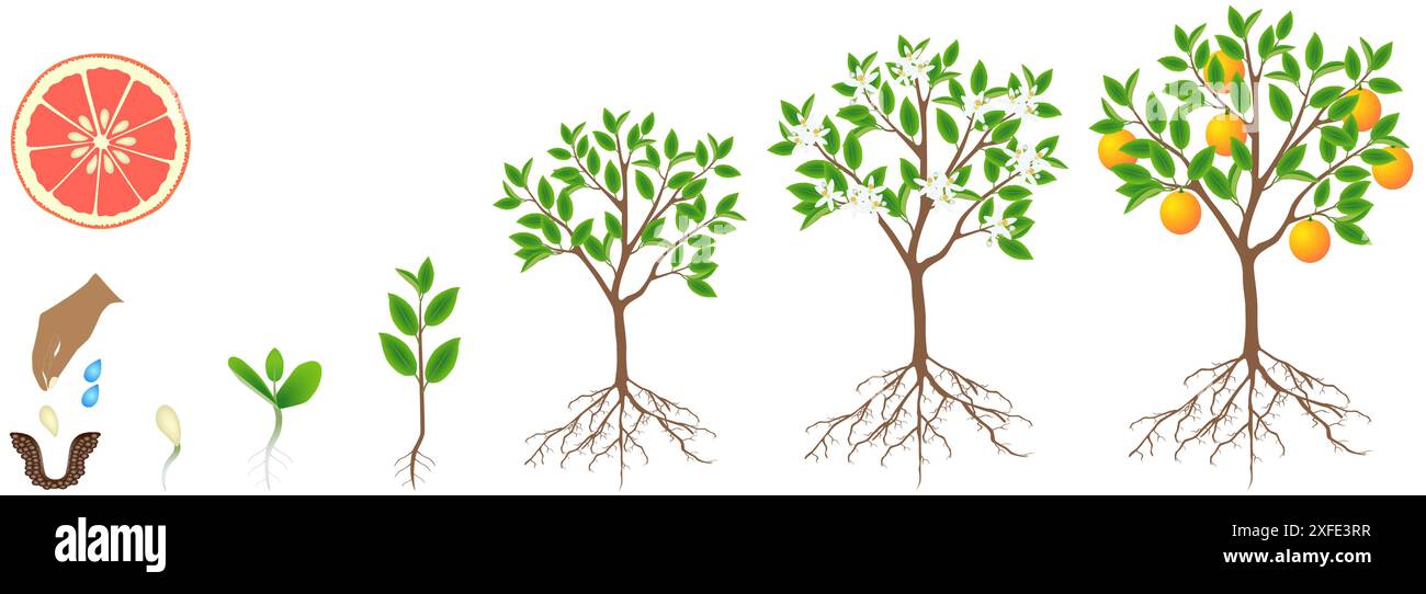 Cycle of growth of a grapefruit plant on a white background Stock ...