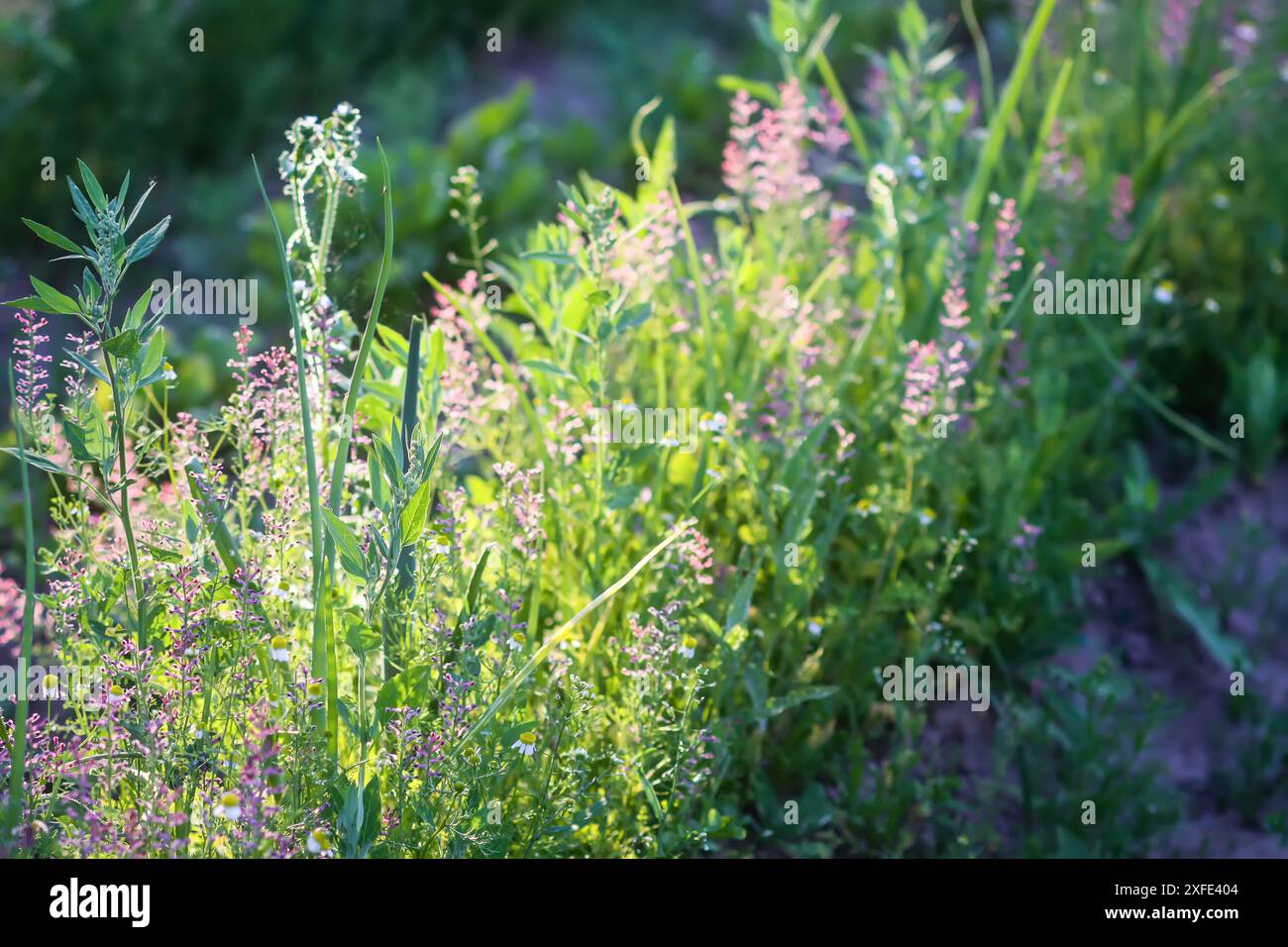 Wasteland weeds hi-res stock photography and images - Alamy