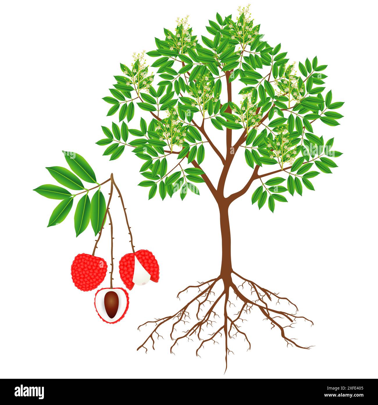 Litchi tree Stock Vector Images - Alamy