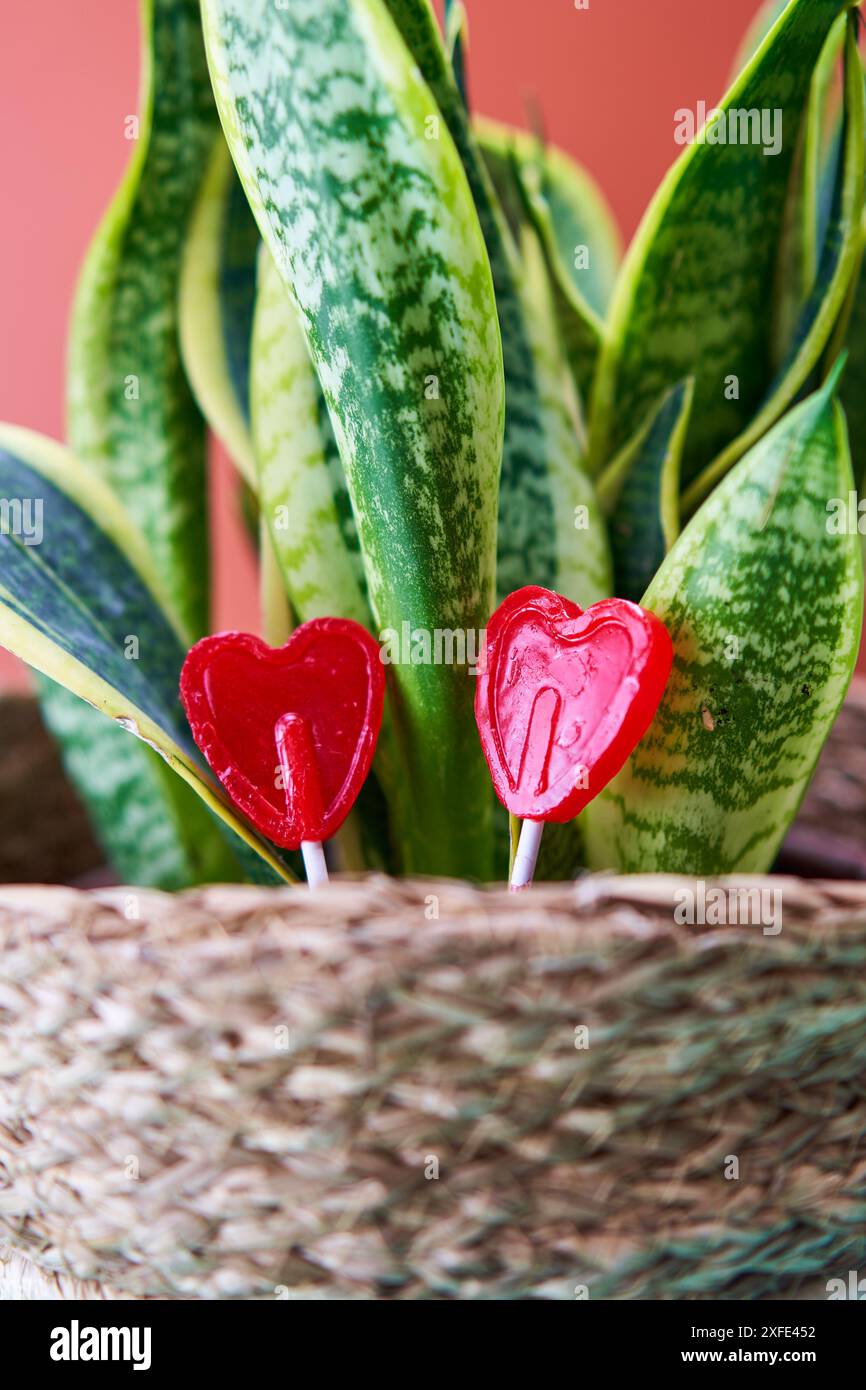Heart Shaped Candies and Snake Plant in Woven Basket bring romance and ...