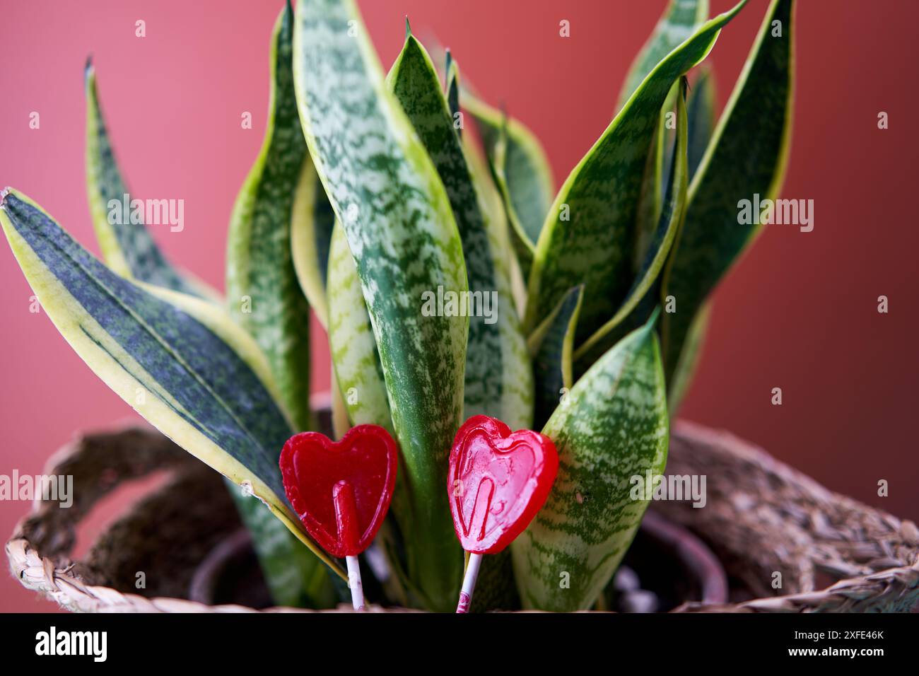 Heart Shaped Candies and Snake Plant in Woven Basket bring romance and ...