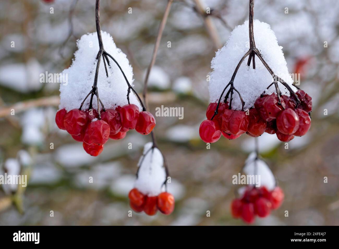 France, Territoire de Belfort, Belfort, hedge, Viburnum opulus, fruits ...