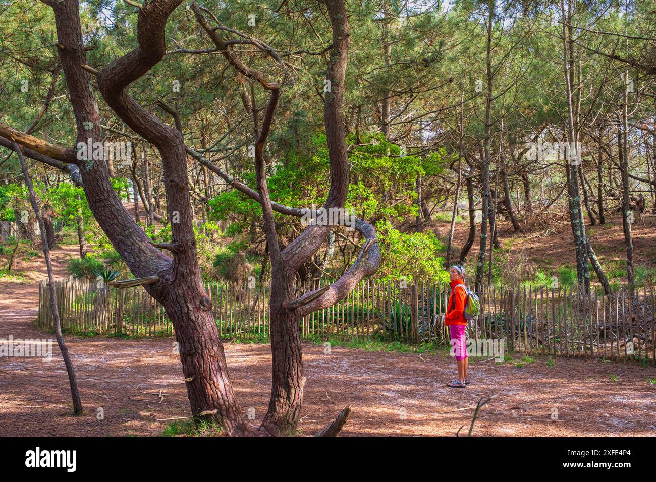 France, Gironde, Lege-Cap-Ferret, Le Cap Ferret, the protected natural ...