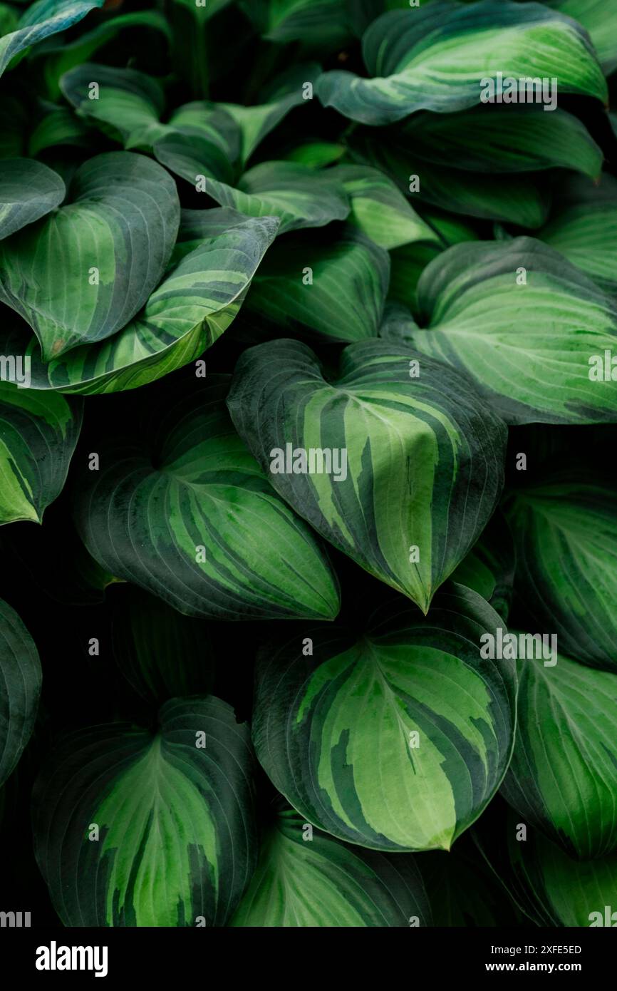 A Lot of Rare Hosta Leaves, Green Background with Big lush striped ...