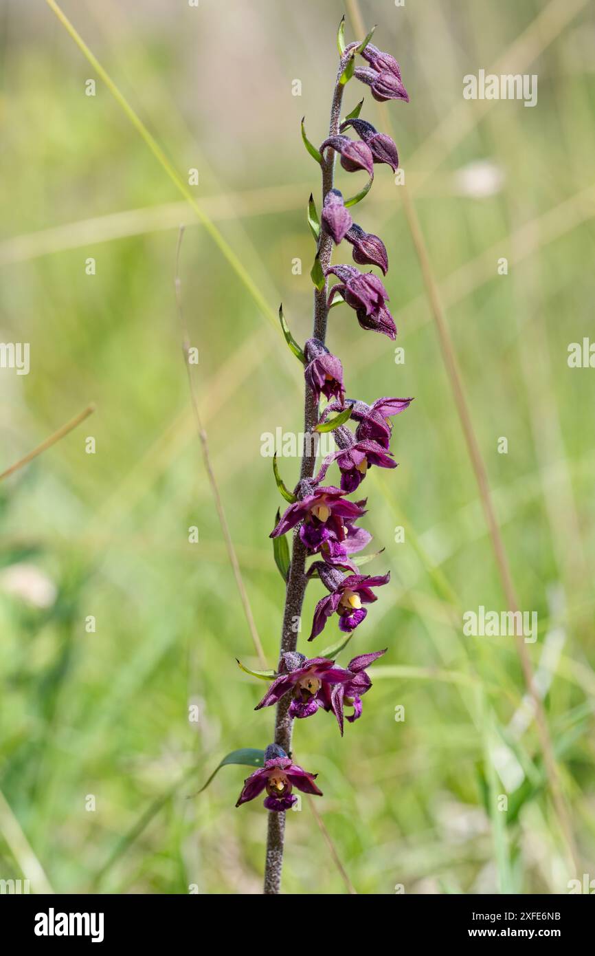 Dark-Red Helleborine close up, Epipactis atrorubens Stock Photo - Alamy