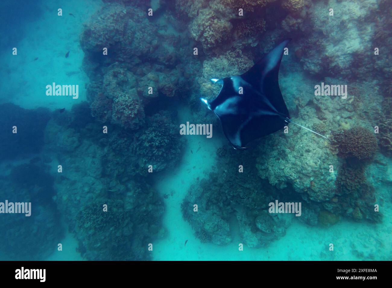 Bora bora lagoon manta hi-res stock photography and images - Alamy