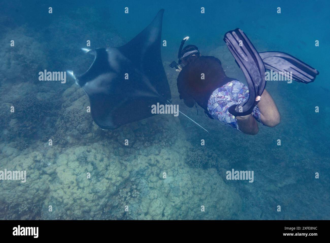 French Polynesia, Society Islands, Monitoring of the monitoring of ...