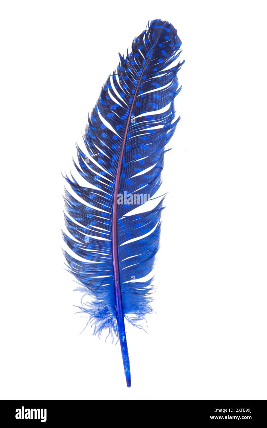 goose feather on a white isolated background Stock Photo - Alamy