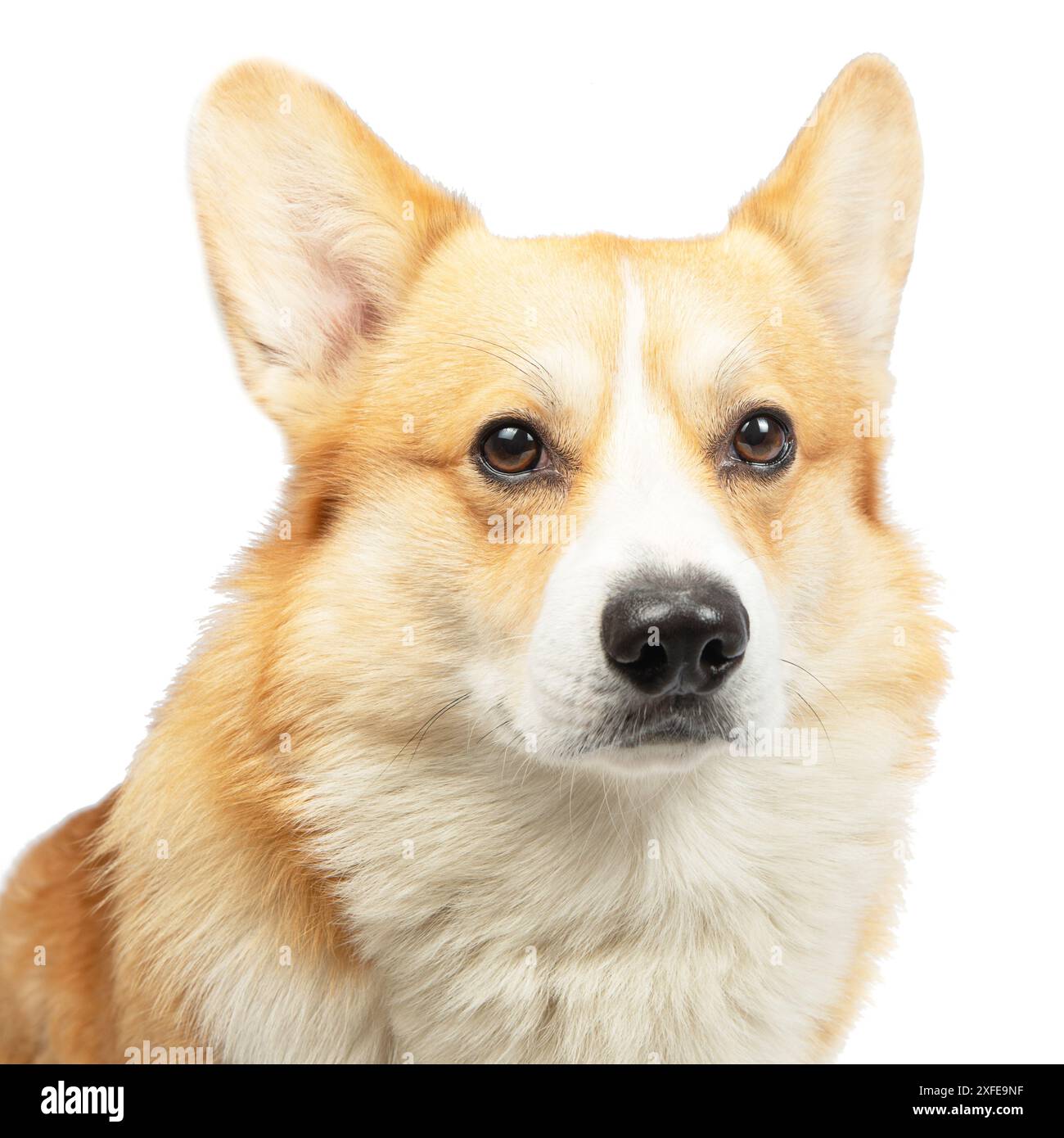 corgi isolated on white background. Cute red dog Stock Photo - Alamy