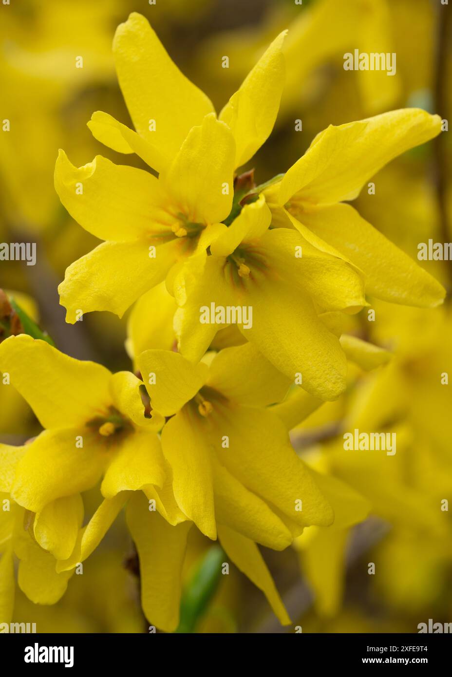 Yellow forsythia flowers bring a sense of joy and serenity Stock Photo ...