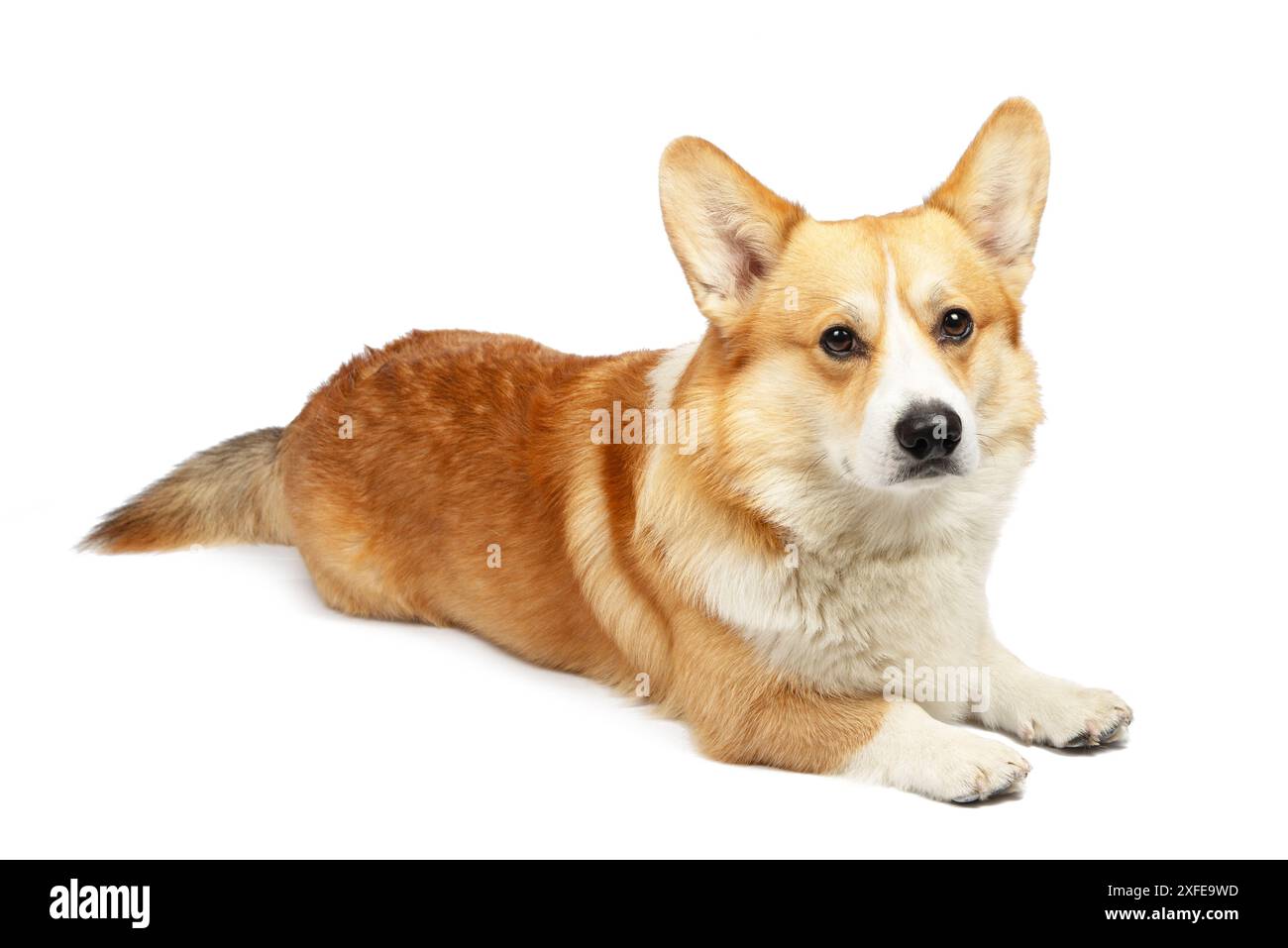 corgi isolated on white background. Cute red dog Stock Photo - Alamy