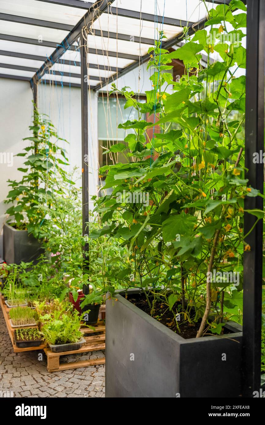 Urban garden with planter boxes and vertical plant growth Stock Photo ...