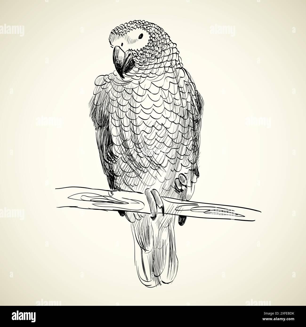 Vector sketch of a parrot. Hand drawn illustration Stock Vector Image ...