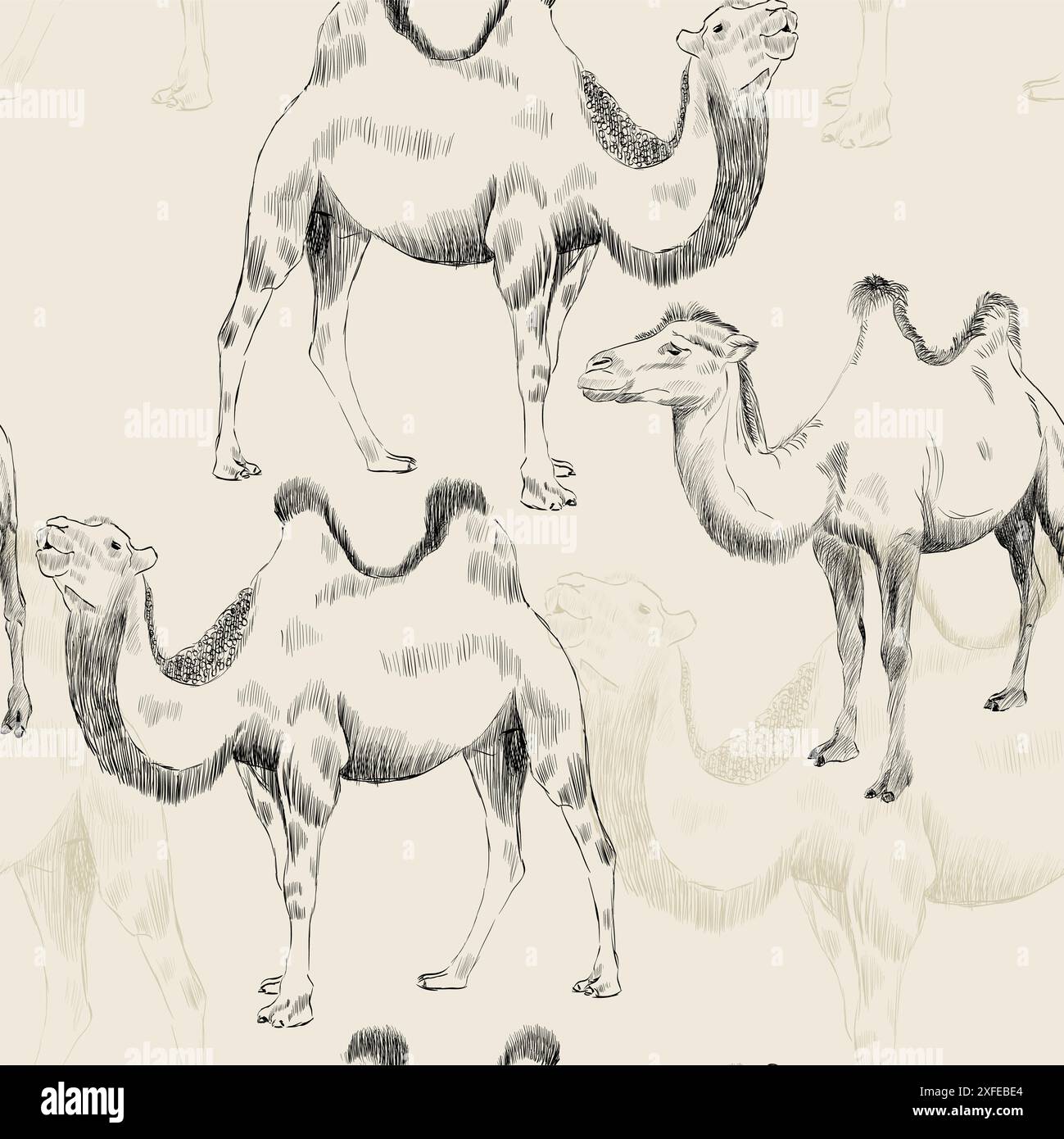 sketch of Bactrian camel on a beige background Stock Vector Image & Art ...