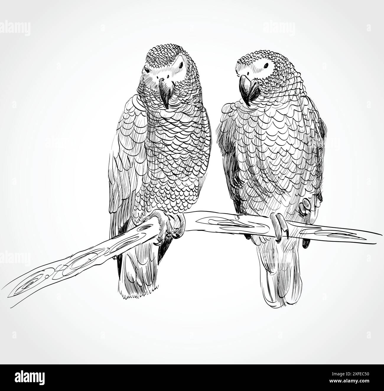 Vector sketch of a parrots. Hand drawn illustration Stock Vector Image ...
