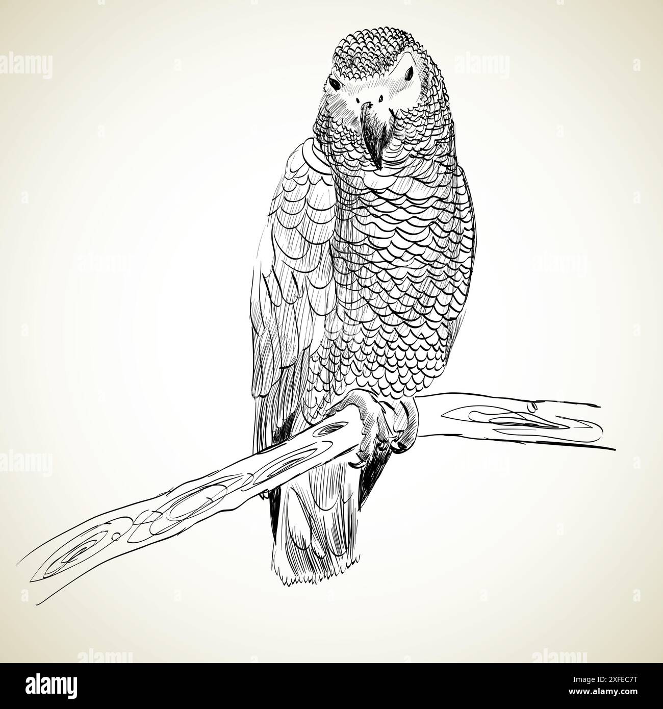 Vector sketch of a parrot. Hand drawn illustration Stock Vector Image ...