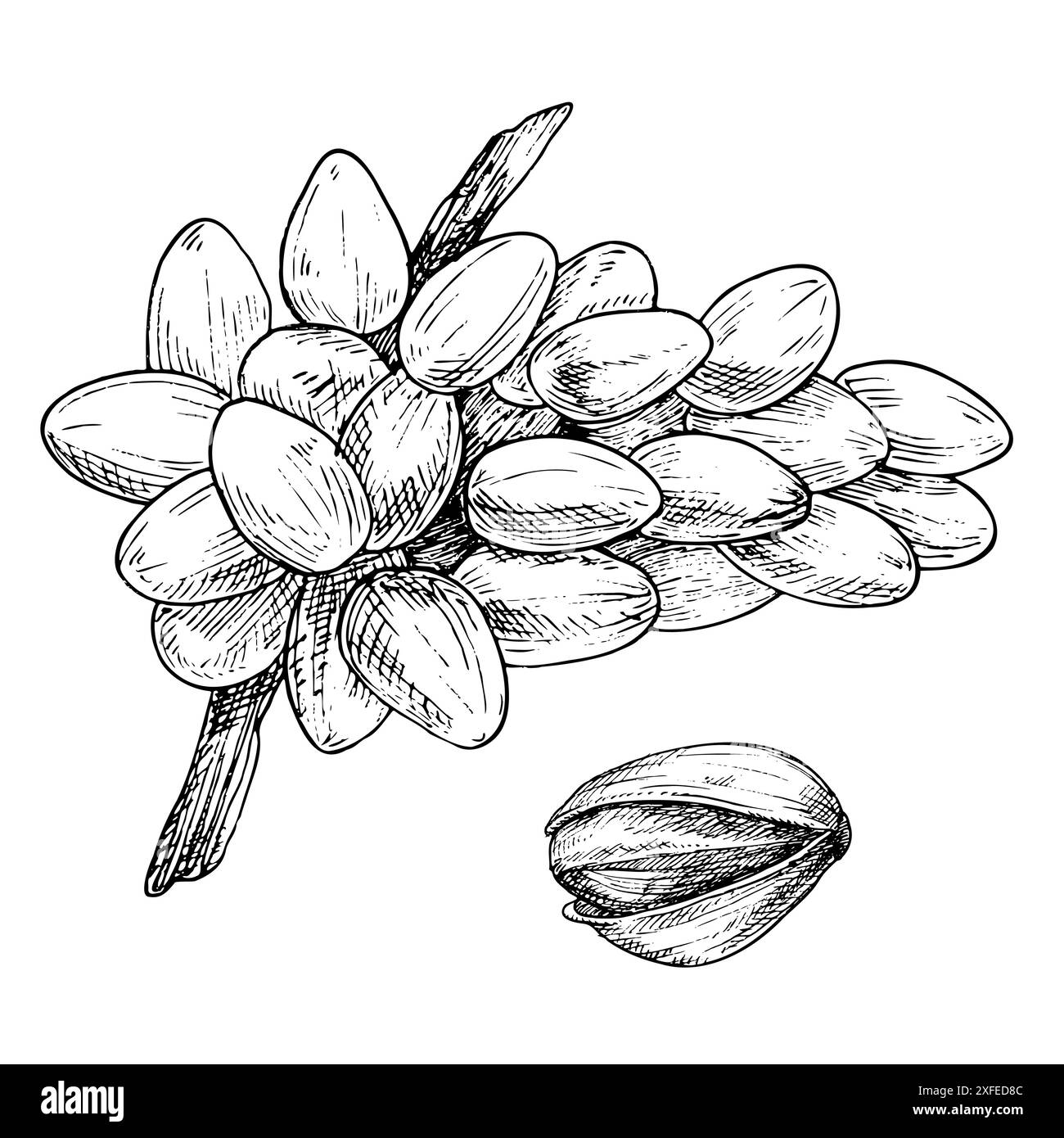Pistachio tree fruit and pistachio nut graphic vector illustration ...