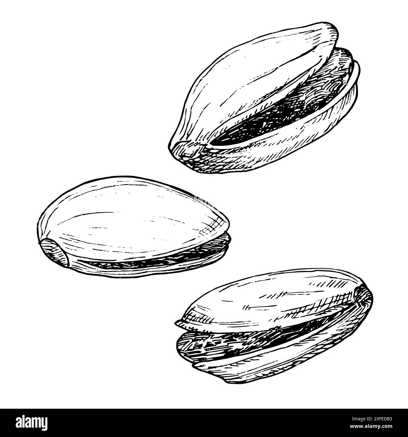 Pistachio nut graphic vector illustration set. Botanical drawing sketch ...