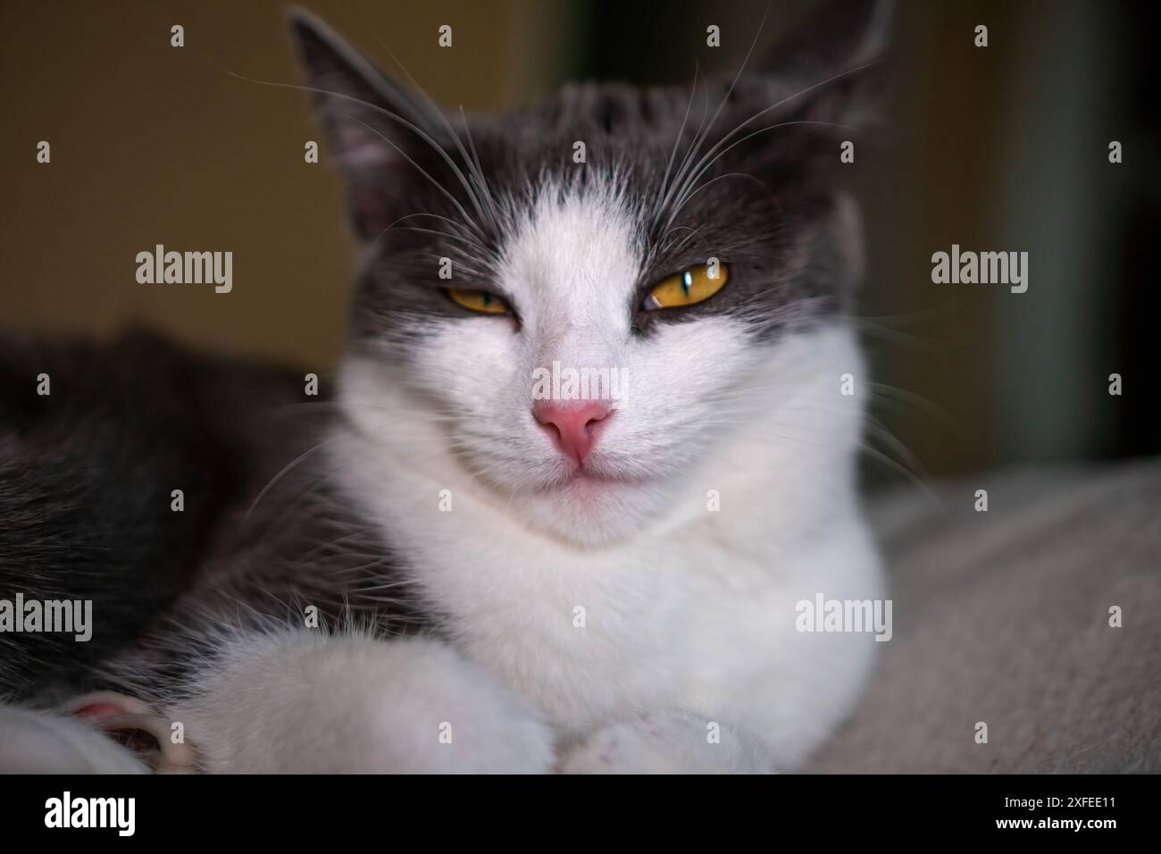 cat with a pink nose and yellow eyes is laying on a bed. The cat ...