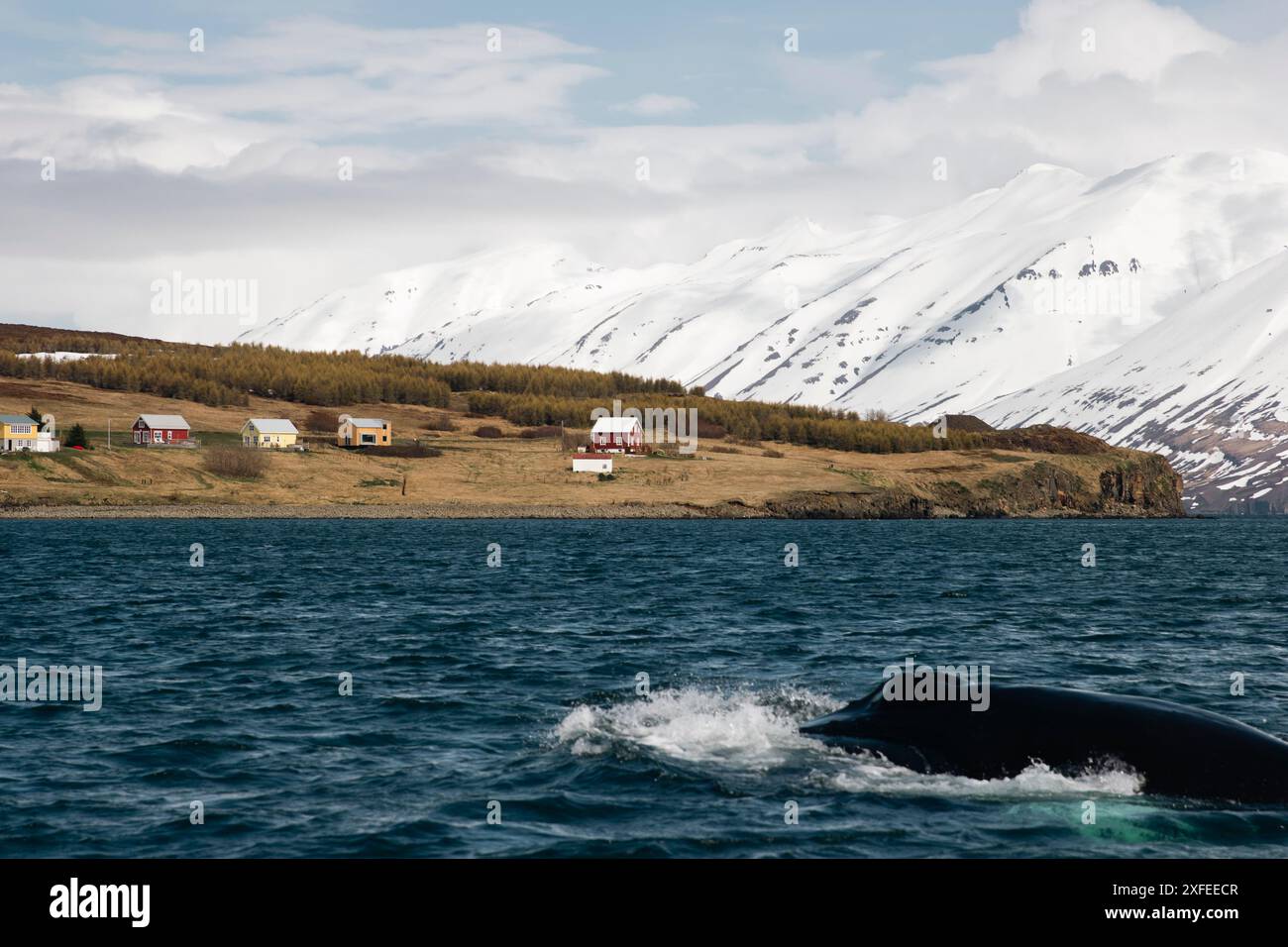 Iceland road trip in spring season with waterfalls, animals and ...