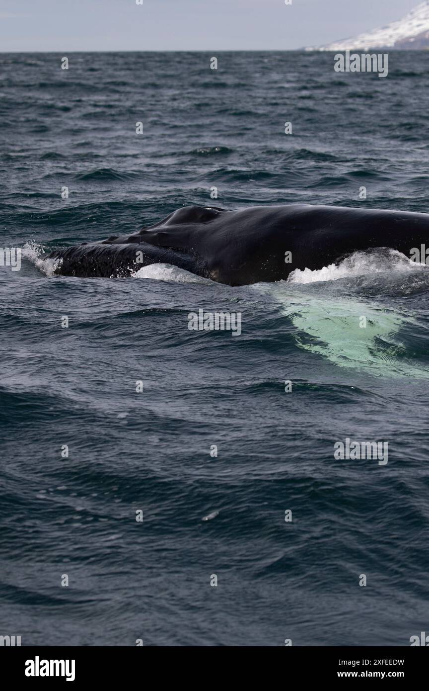 Iceland road trip in spring season with waterfalls, animals and ...