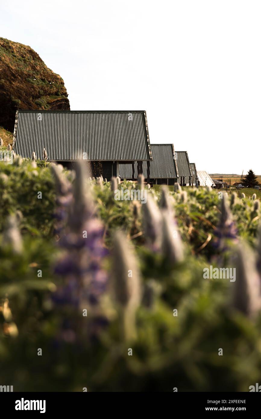 Iceland road trip in spring season with waterfalls, animals and ...