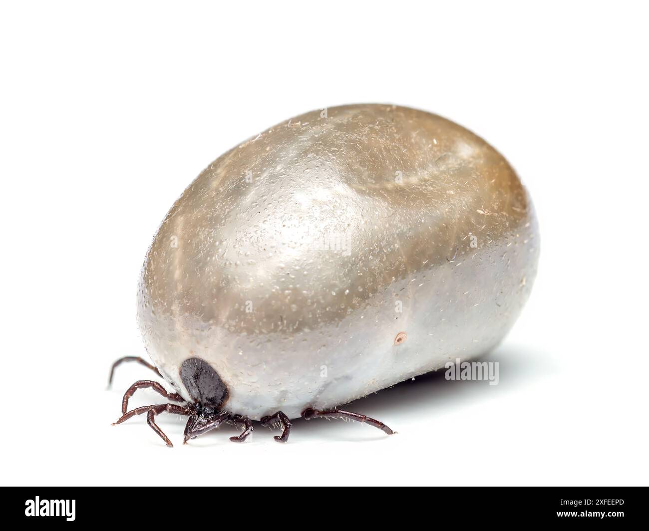 Shot of engorged tick on white background Stock Photo - Alamy