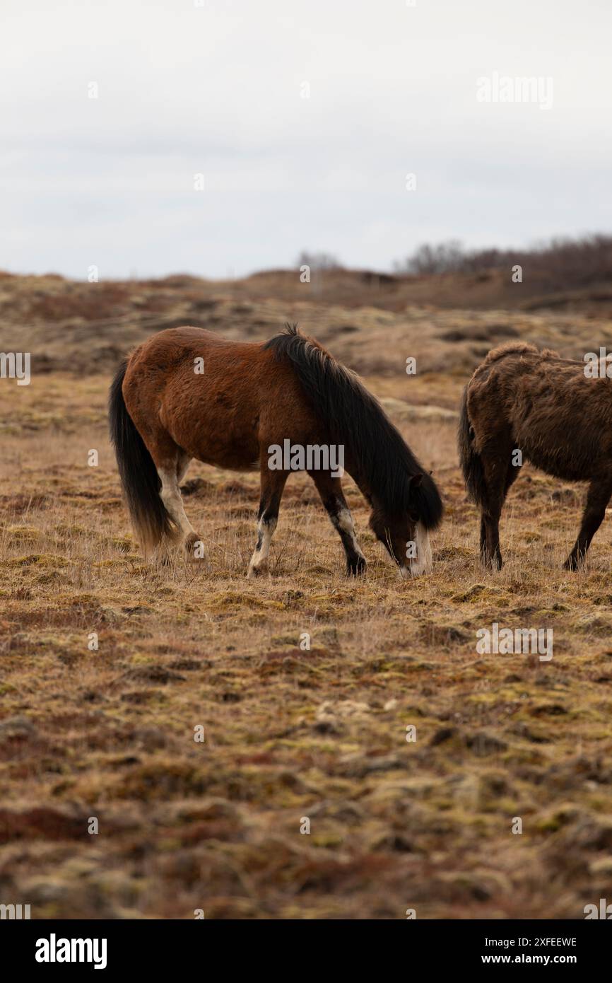 Iceland road trip in spring season with waterfalls, animals and ...