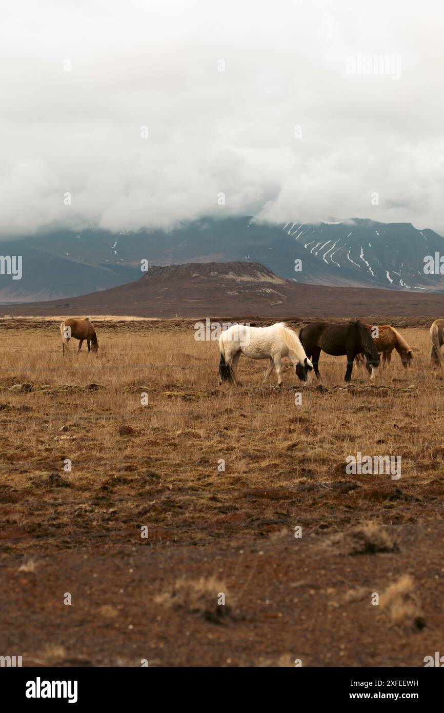 Iceland road trip in spring season with waterfalls, animals and ...