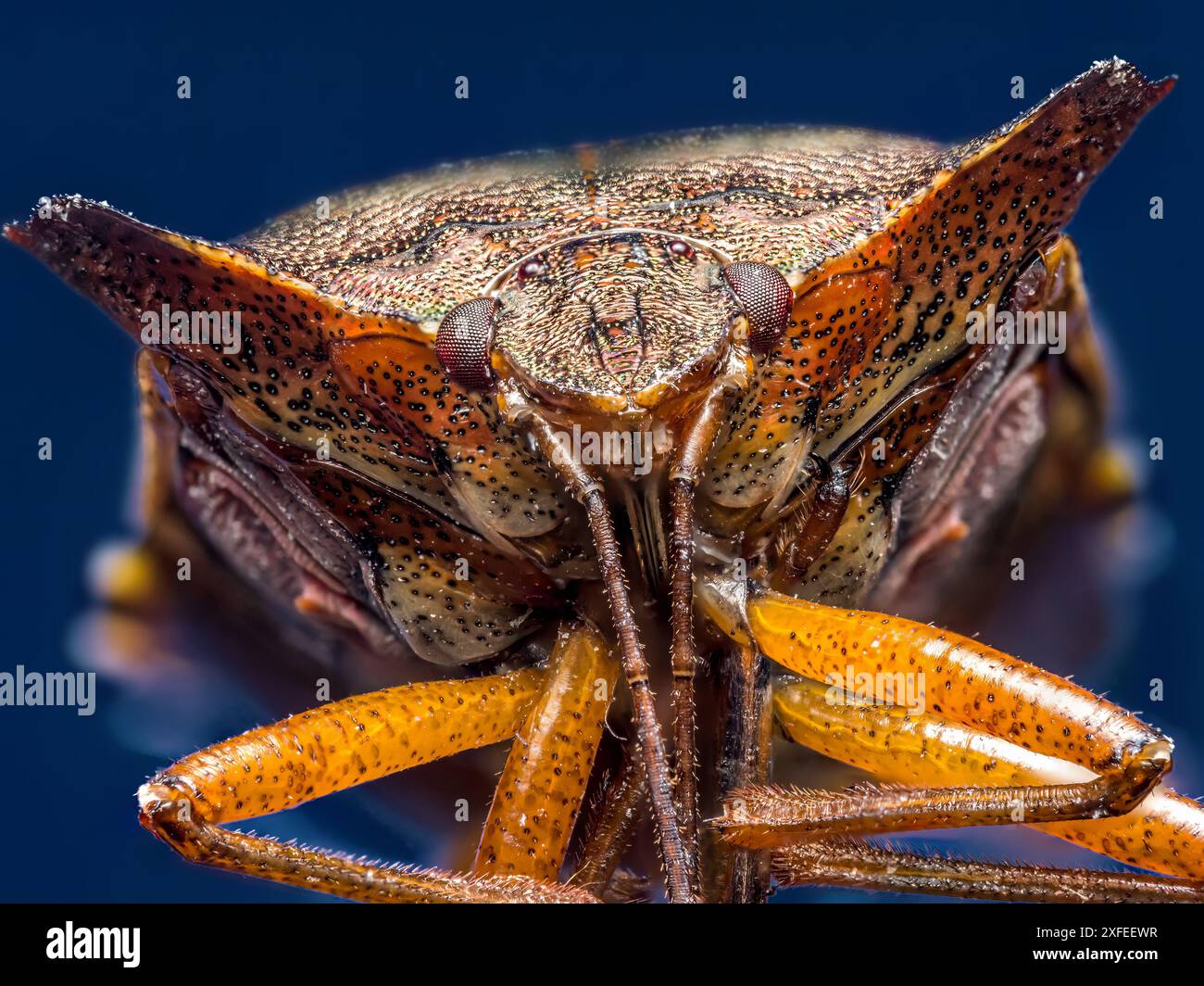 Red legged shield bug hi-res stock photography and images - Alamy