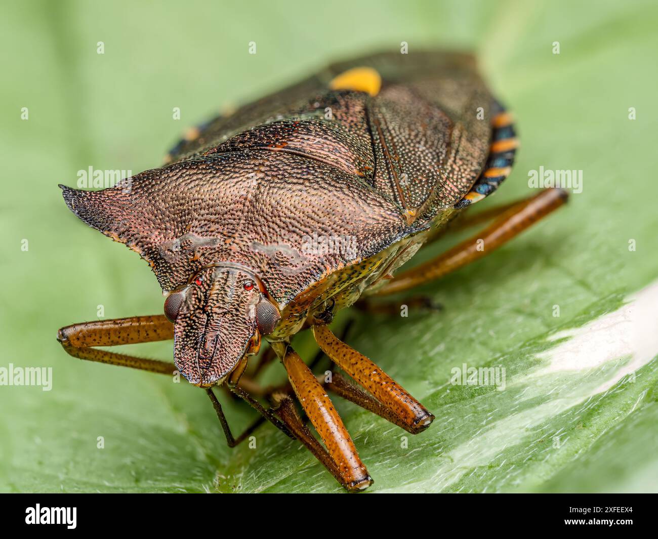 Red legged shield bug hi-res stock photography and images - Alamy