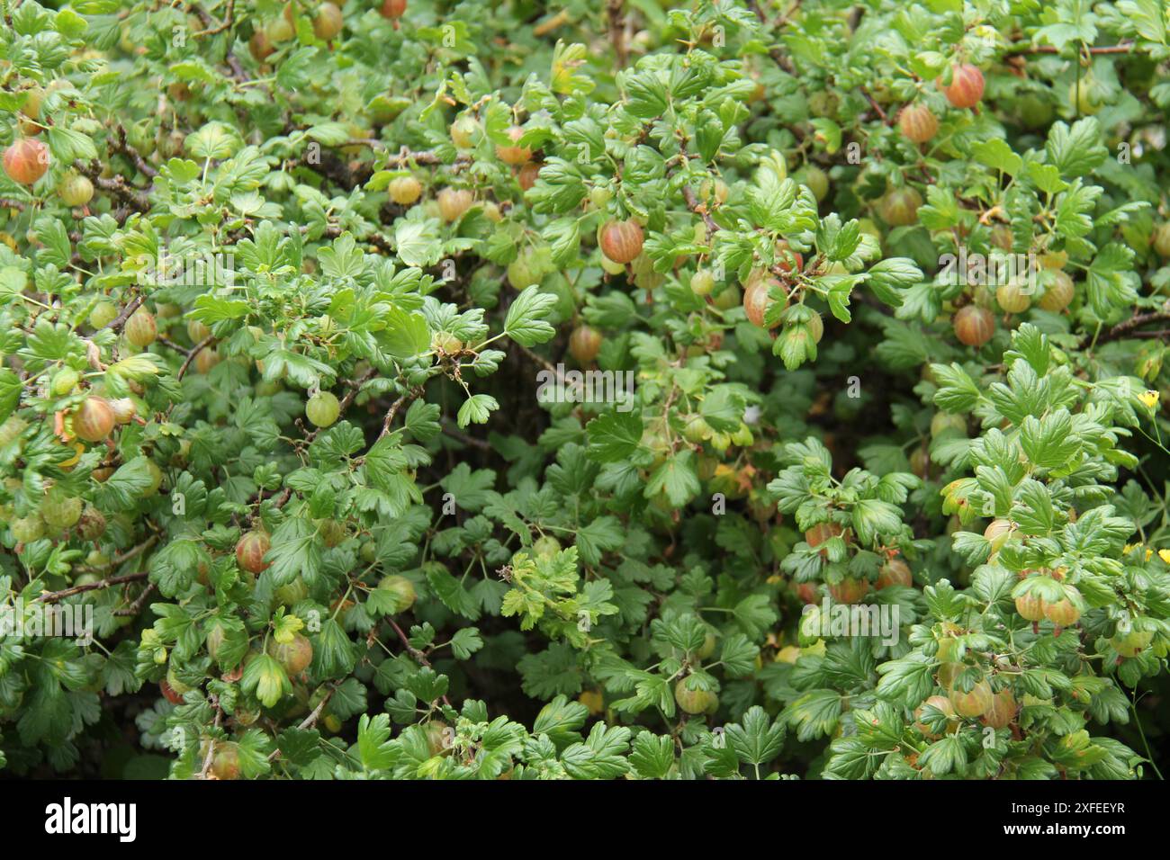 A Gooseberry Bush Full of Ripening Fruit Berries Stock Photo - Alamy