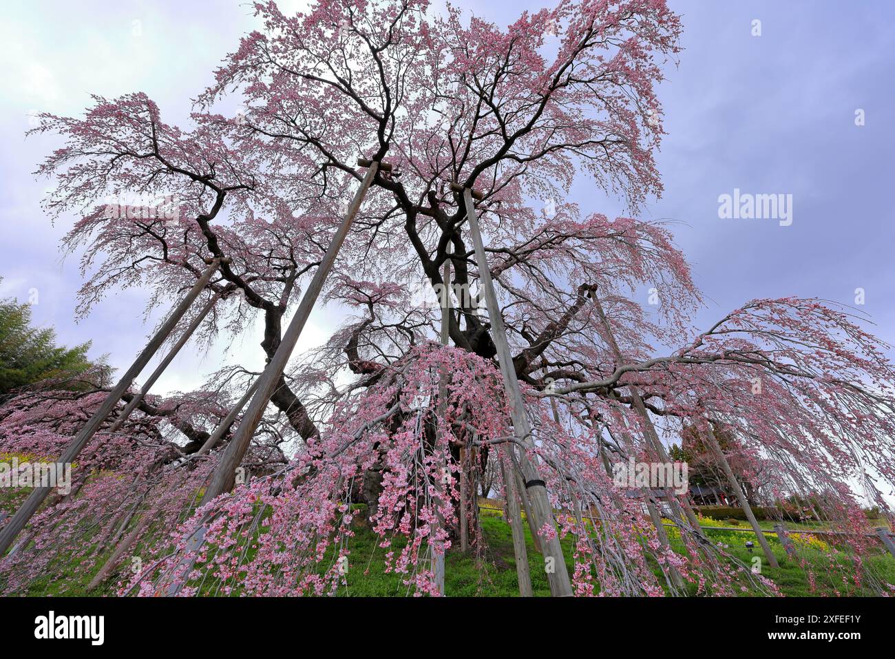 Miharu Takizakura, (cherry tree more than 1,000 years old) at ...
