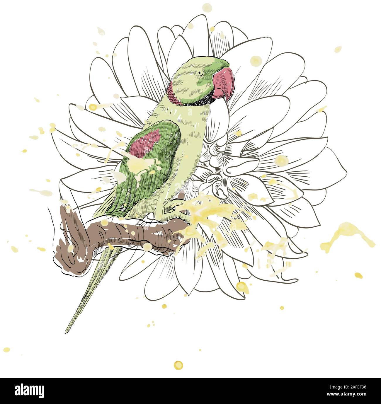 Vector sketch of a parrot with flower. Hand drawn illustration Stock ...