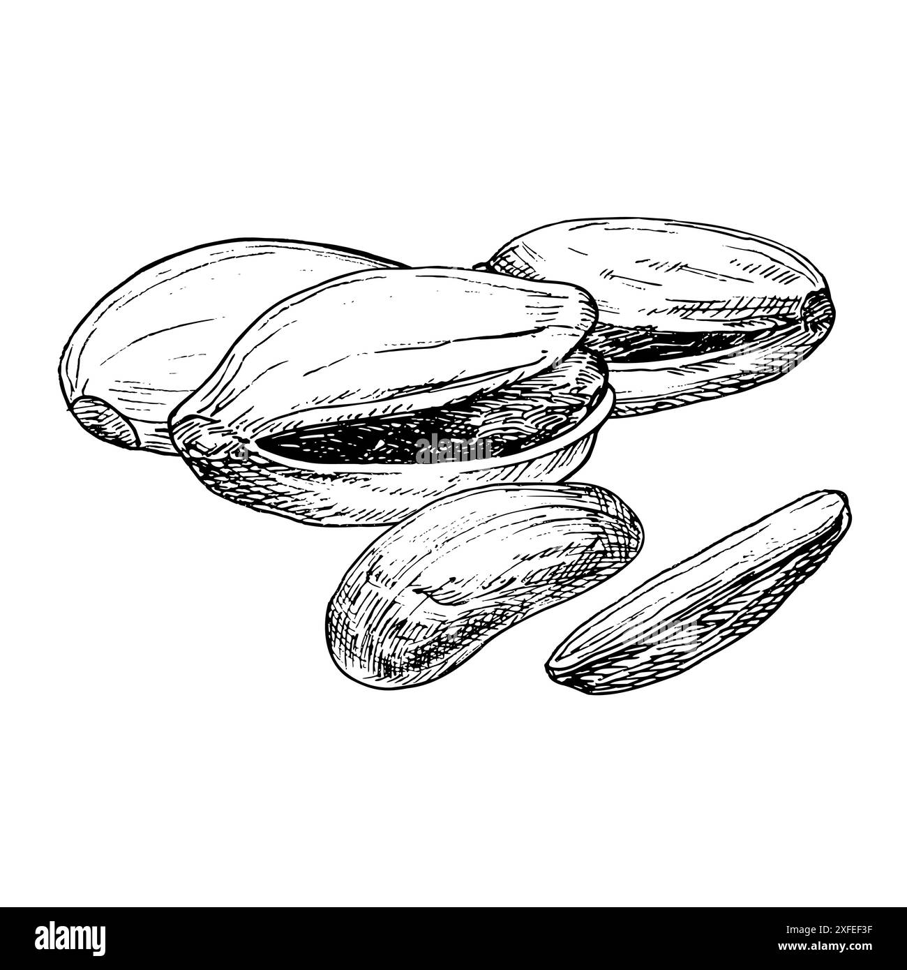 Pistachio nut graphic vector illustration set. Botanical drawing sketch ...